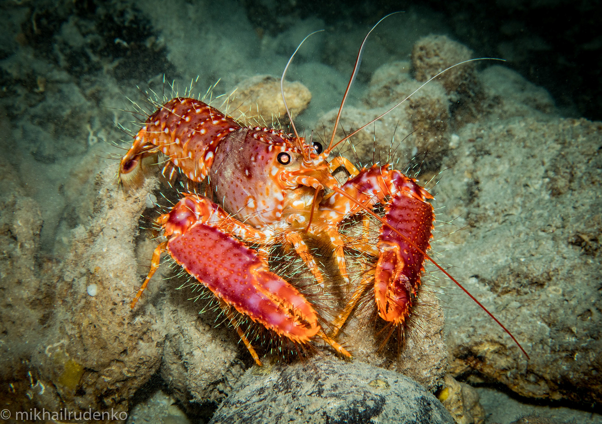 Liquid Cosmos Photo - Crustaceans