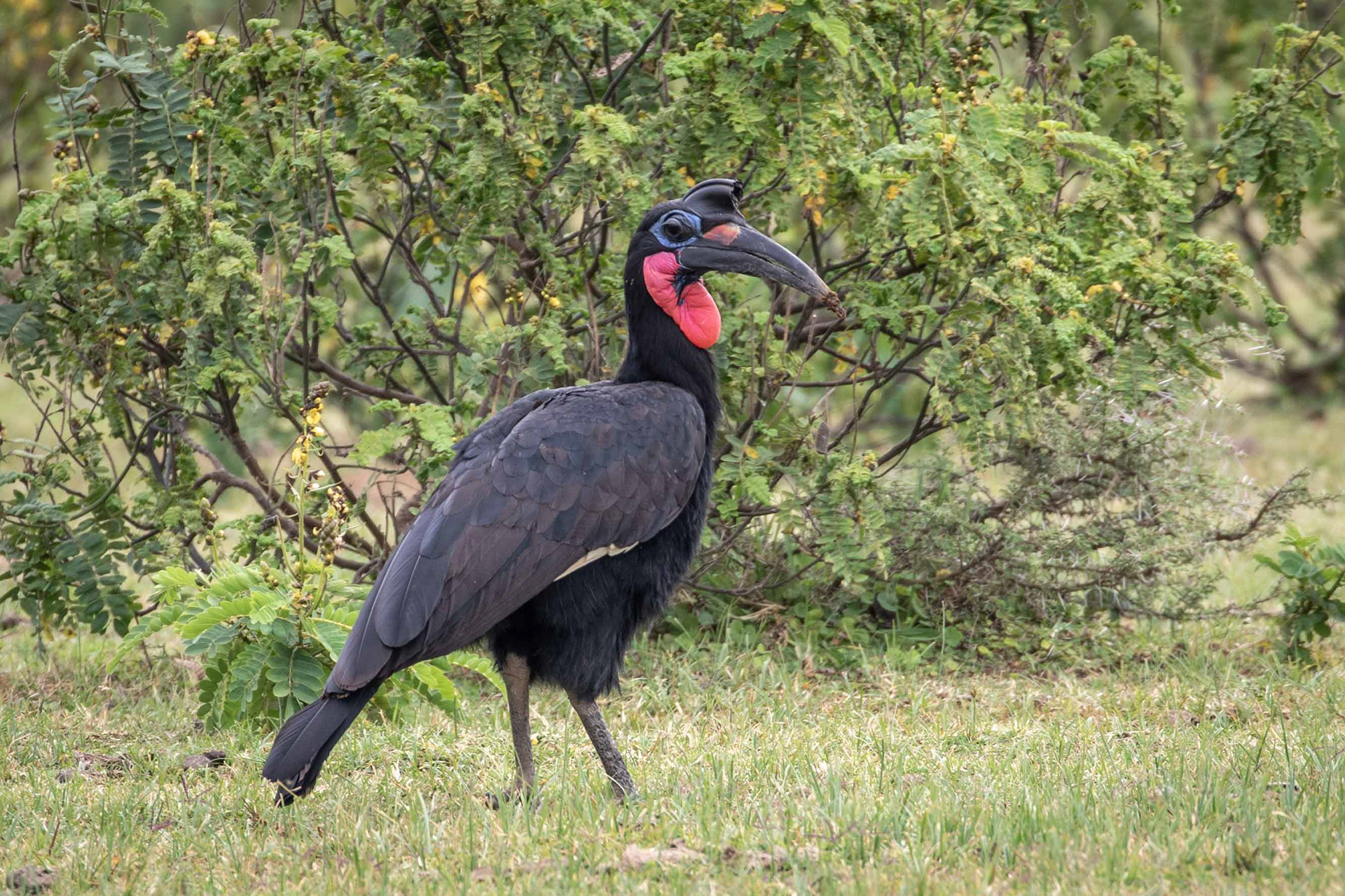 Photography by Eric Lynn - Ethiopia. Wildlife.