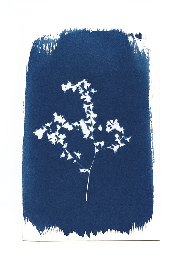 LUXHANNAH studio - Cyanographie