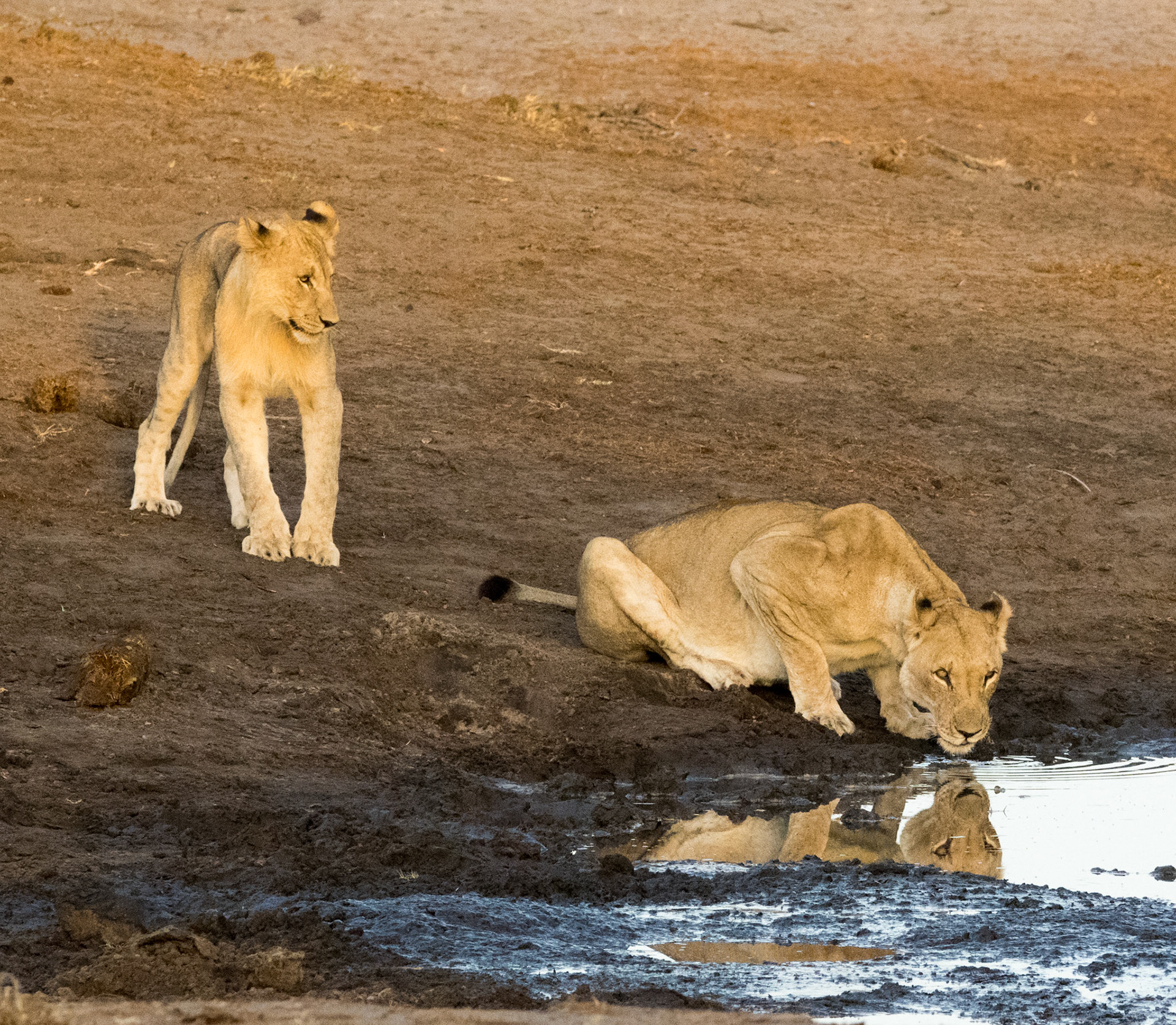 JCCharles Photography - 2017 Tembe Elephant Preserve - South Africa