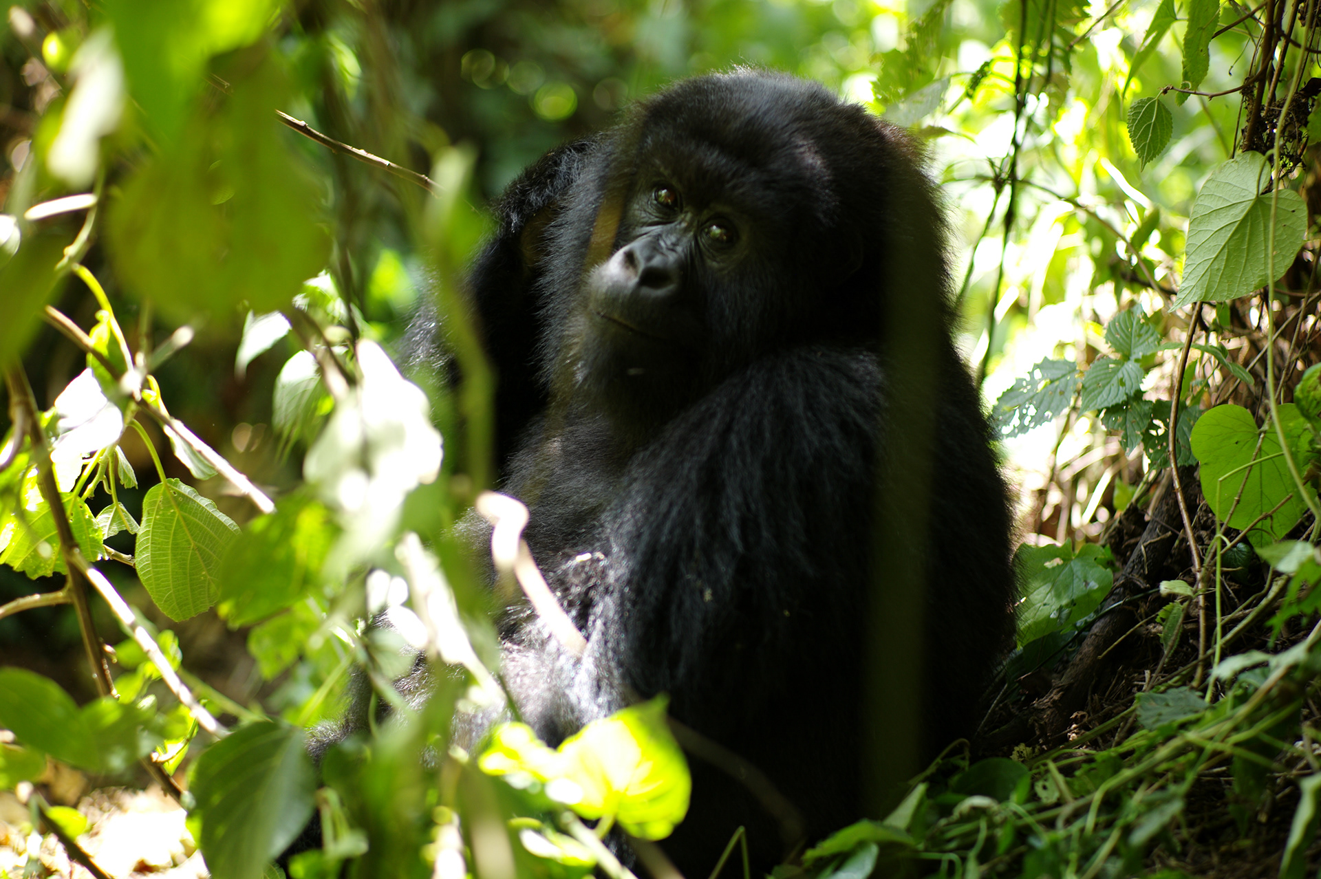 Global Nomad - 17 Virunga National Park