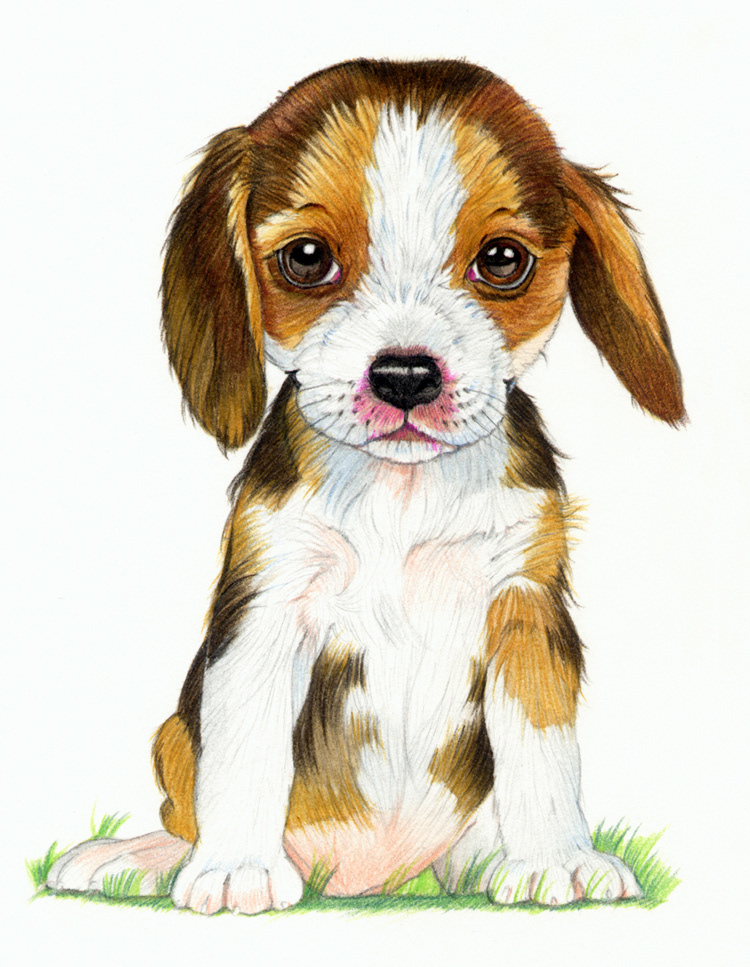 Patrizia Donaera Illustration - Cute Animals