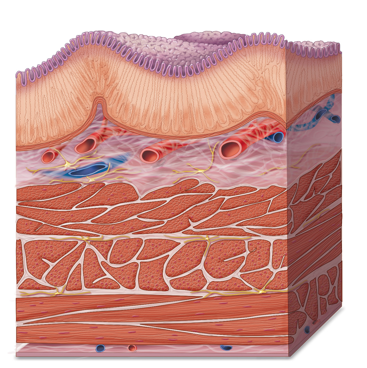 Evelyn Pence - Tissue Types (Stomach)